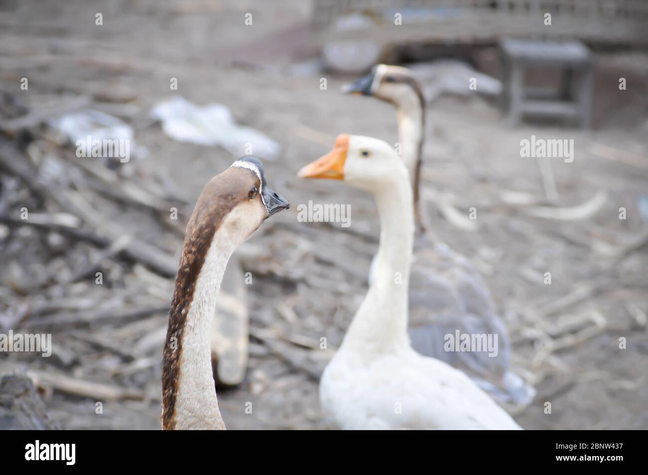duck ,drake and goose on the floor Stock Photo - Alamy