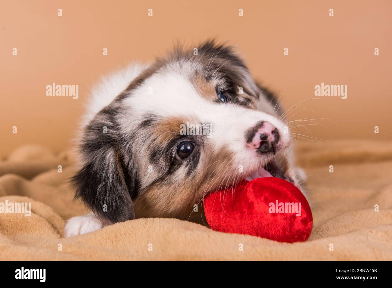 Red Merle Australian Shepherd puppy with red heart Stock Photo - Alamy