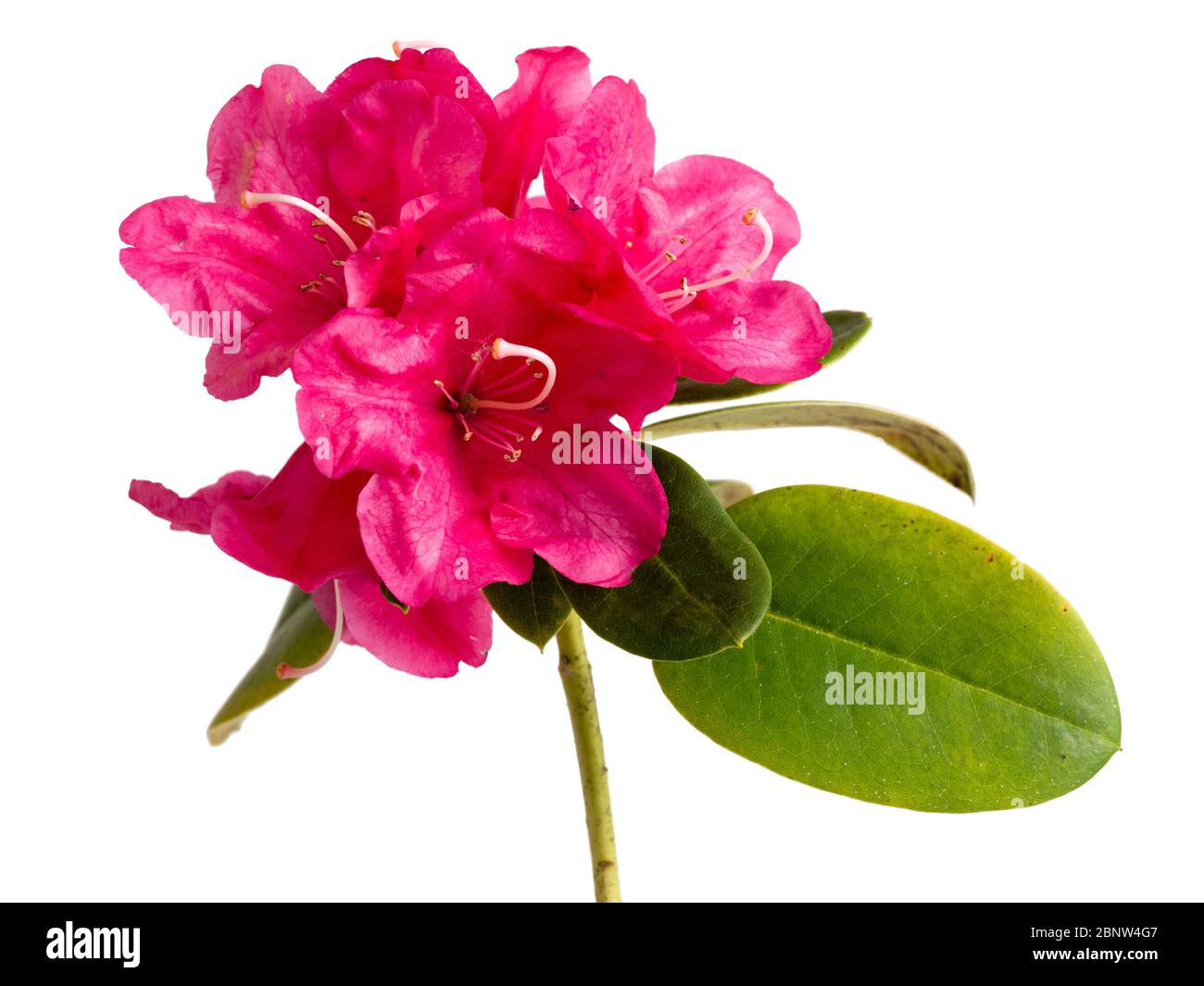 Single truss of the late spring flowering Rhododendron 'Willbrit' on a ...