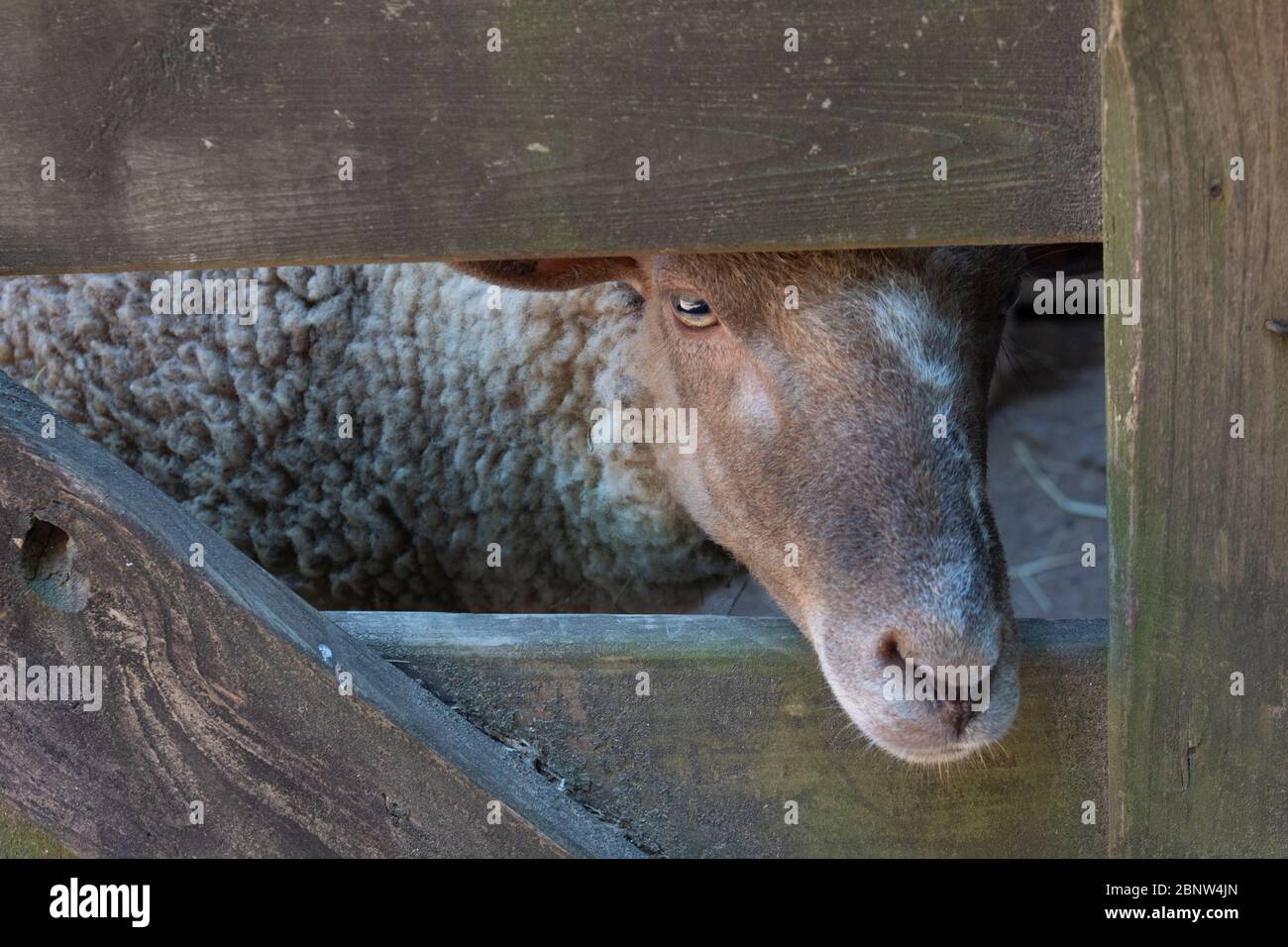 Face of a sheep, nose through opening in an old wooden gate, bucolic ...