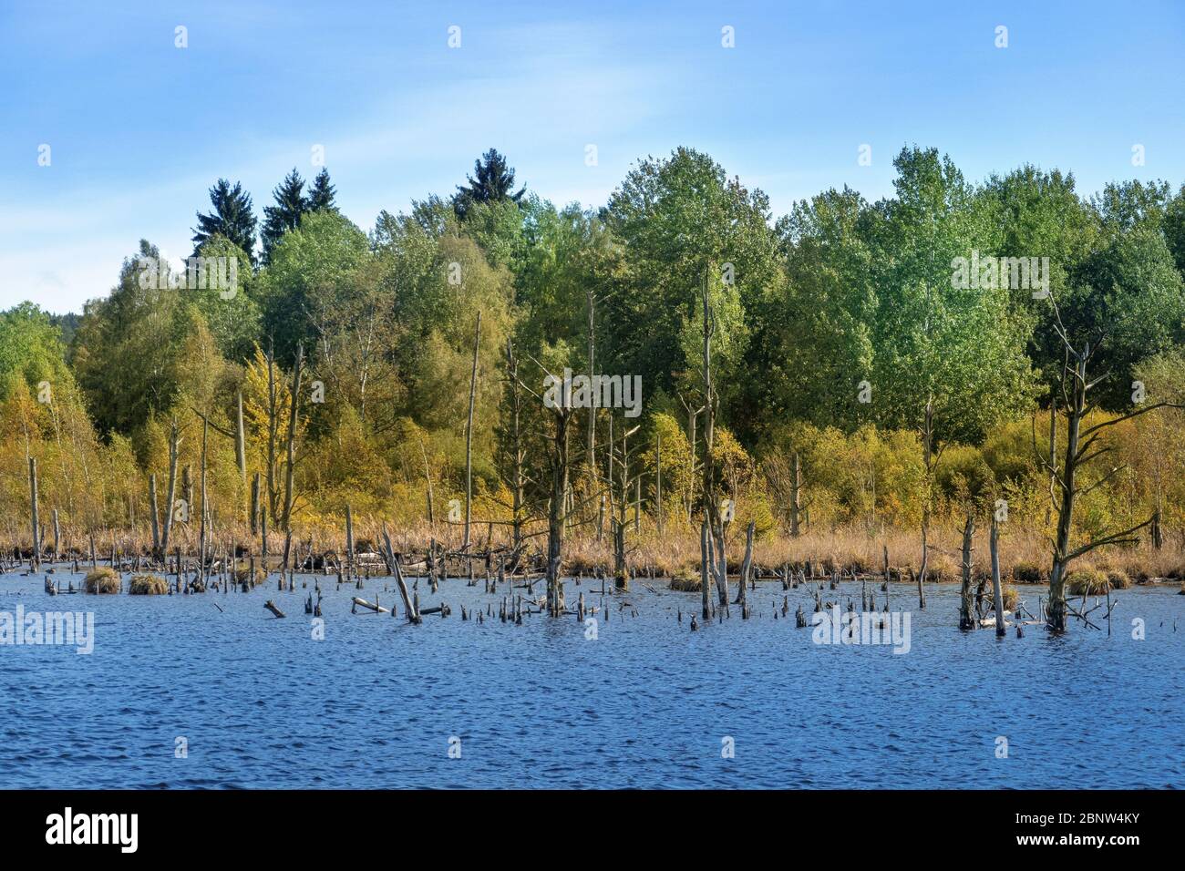 Moos germany hi-res stock photography and images - Alamy