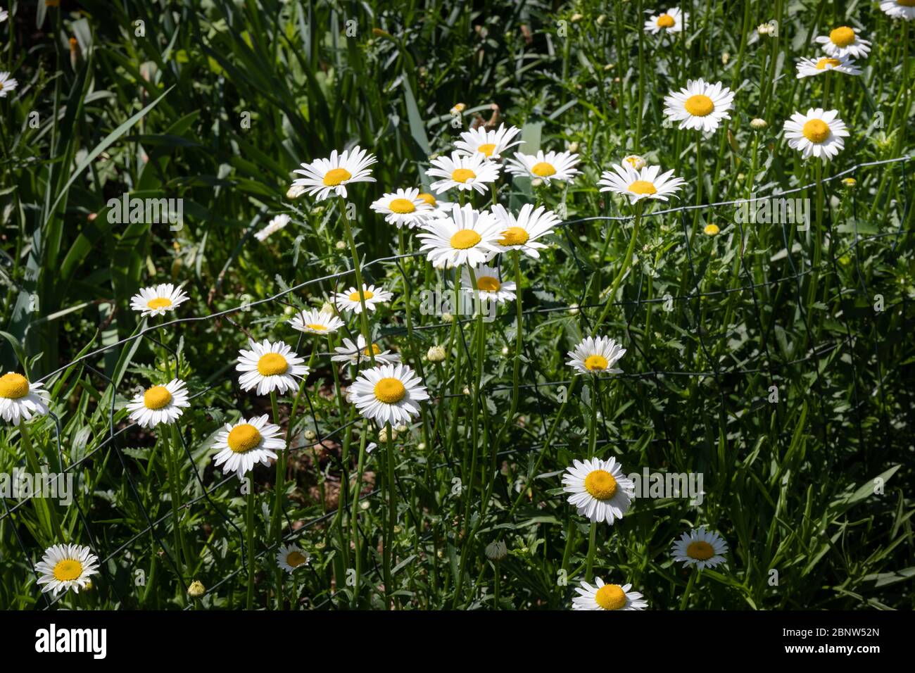 Line of daisies growing alongside wire metal plant support, horizontal ...
