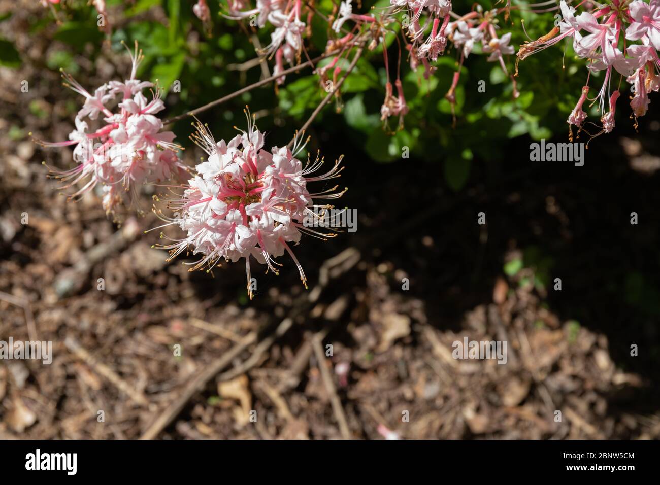 Wild azalea, native American flowering shrub, blooms with selective ...