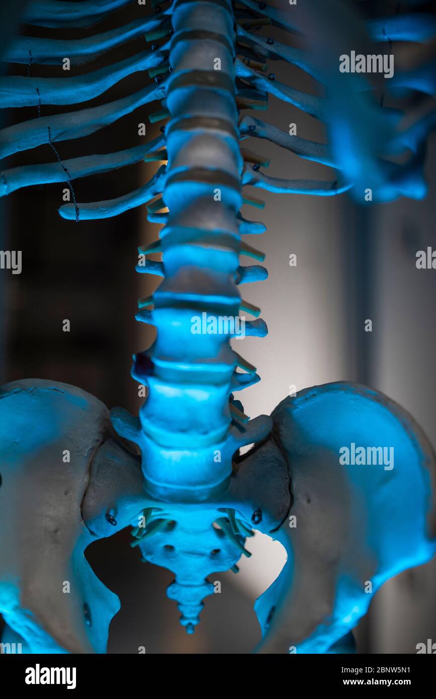 Human skeletal hips hi-res stock photography and images - Alamy