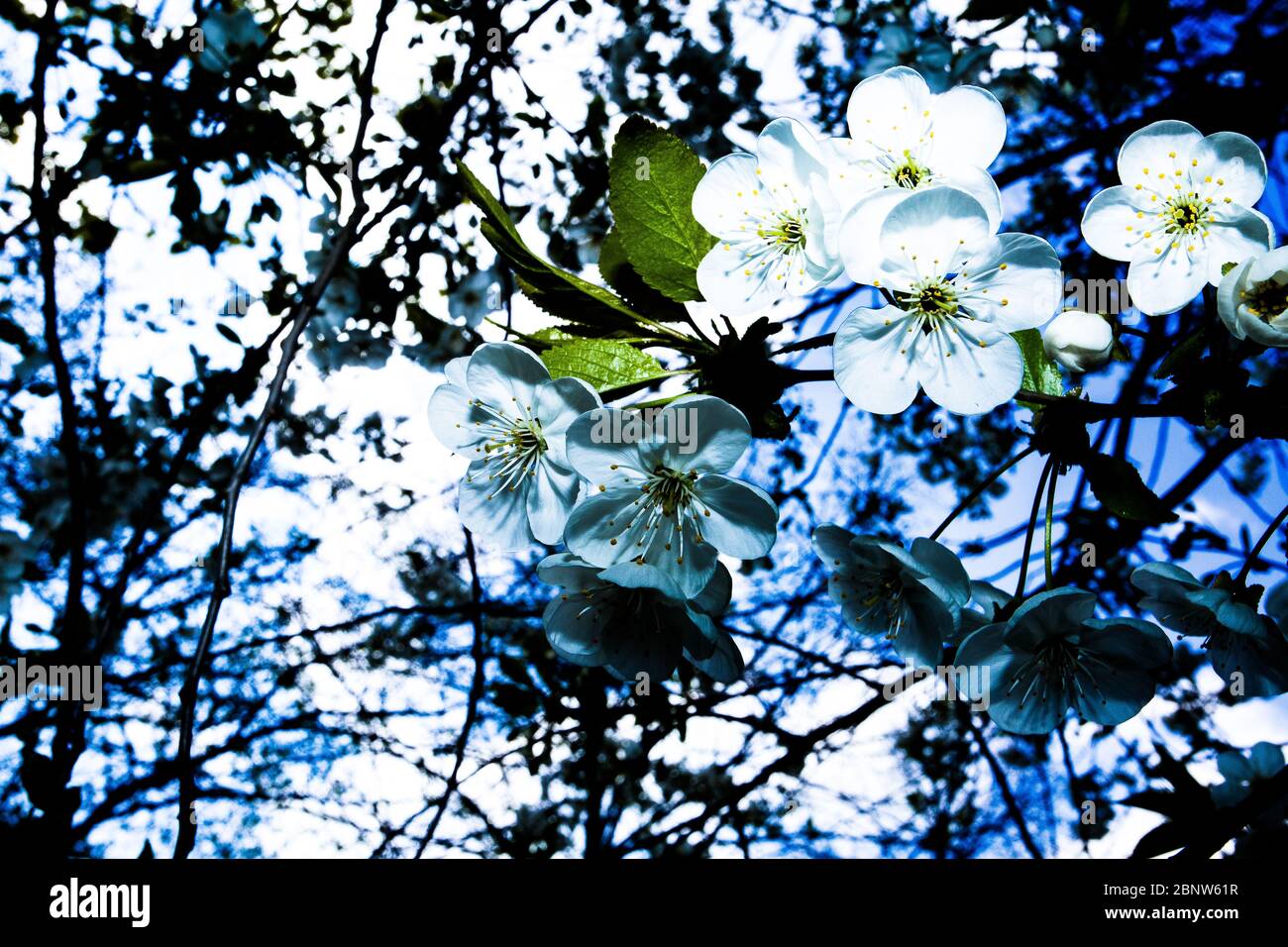 Cherry tree in bloom in Kiev in mid April during covid quarantine 2020 ...