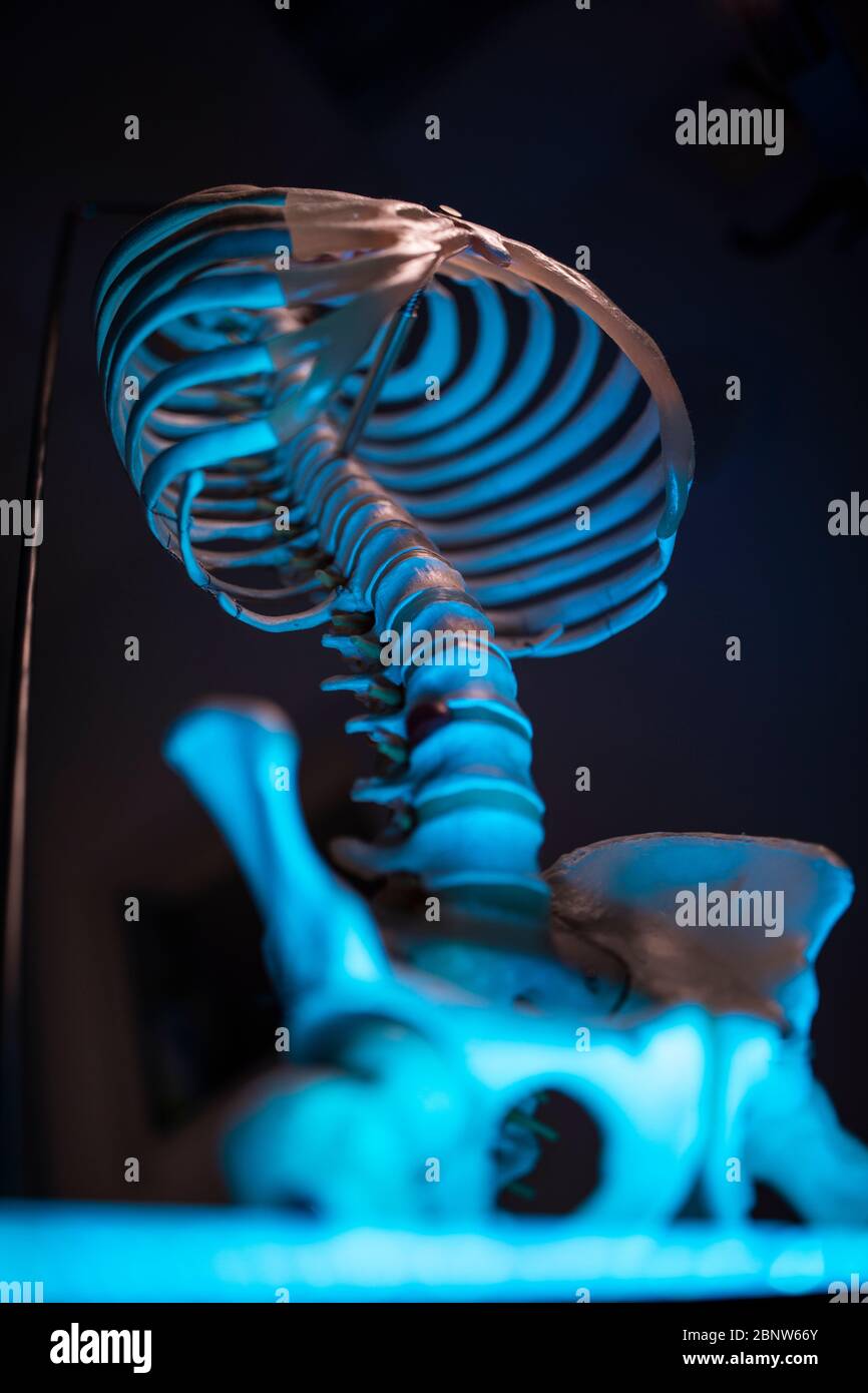 A skeleton of a human body with blue and yellow light Stock Photo - Alamy