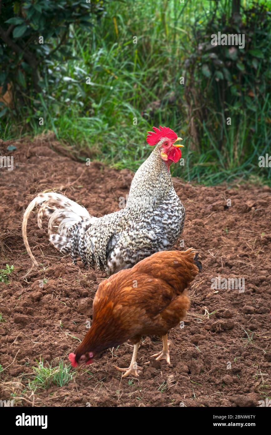 rooster crowing and hen Stock Photo - Alamy