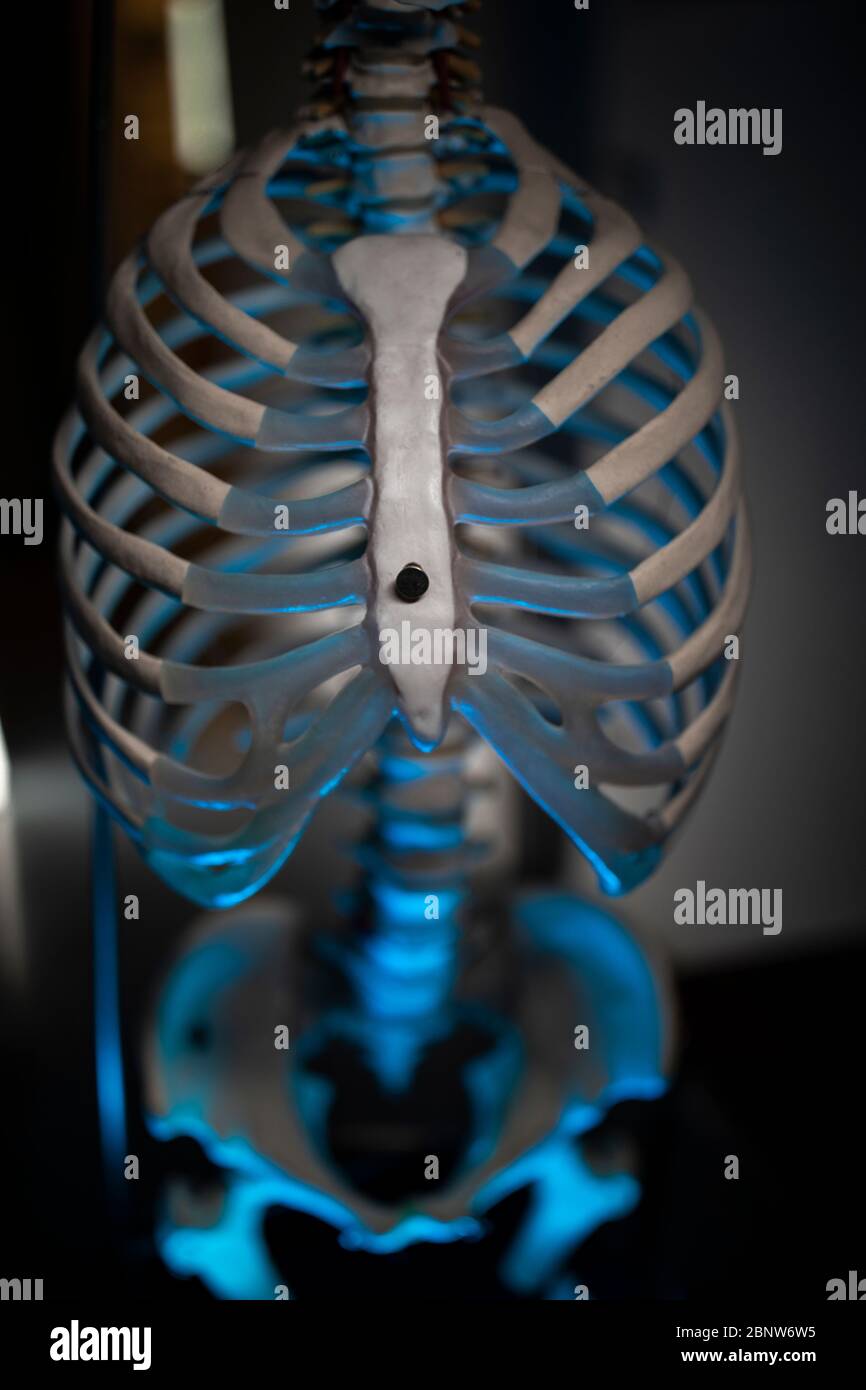 Human skeletal evolution hi-res stock photography and images - Alamy