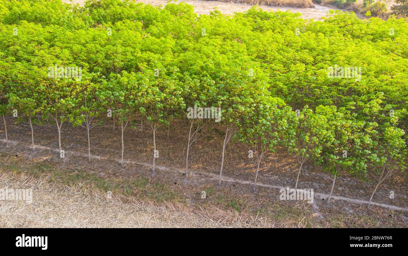 Aerial view rubber tree plantation Stock Photo - Alamy Aerial view rubber tree plantation Stock Photo - Alamy
