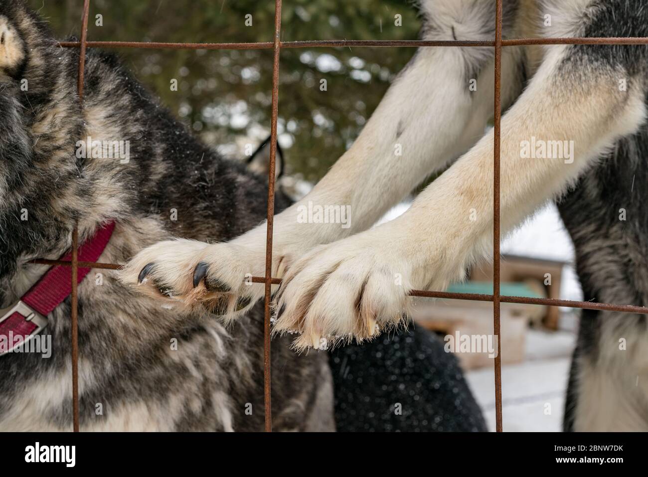 Sled dog husky in Northern Quebec, Canada Stock Photo - Alamy