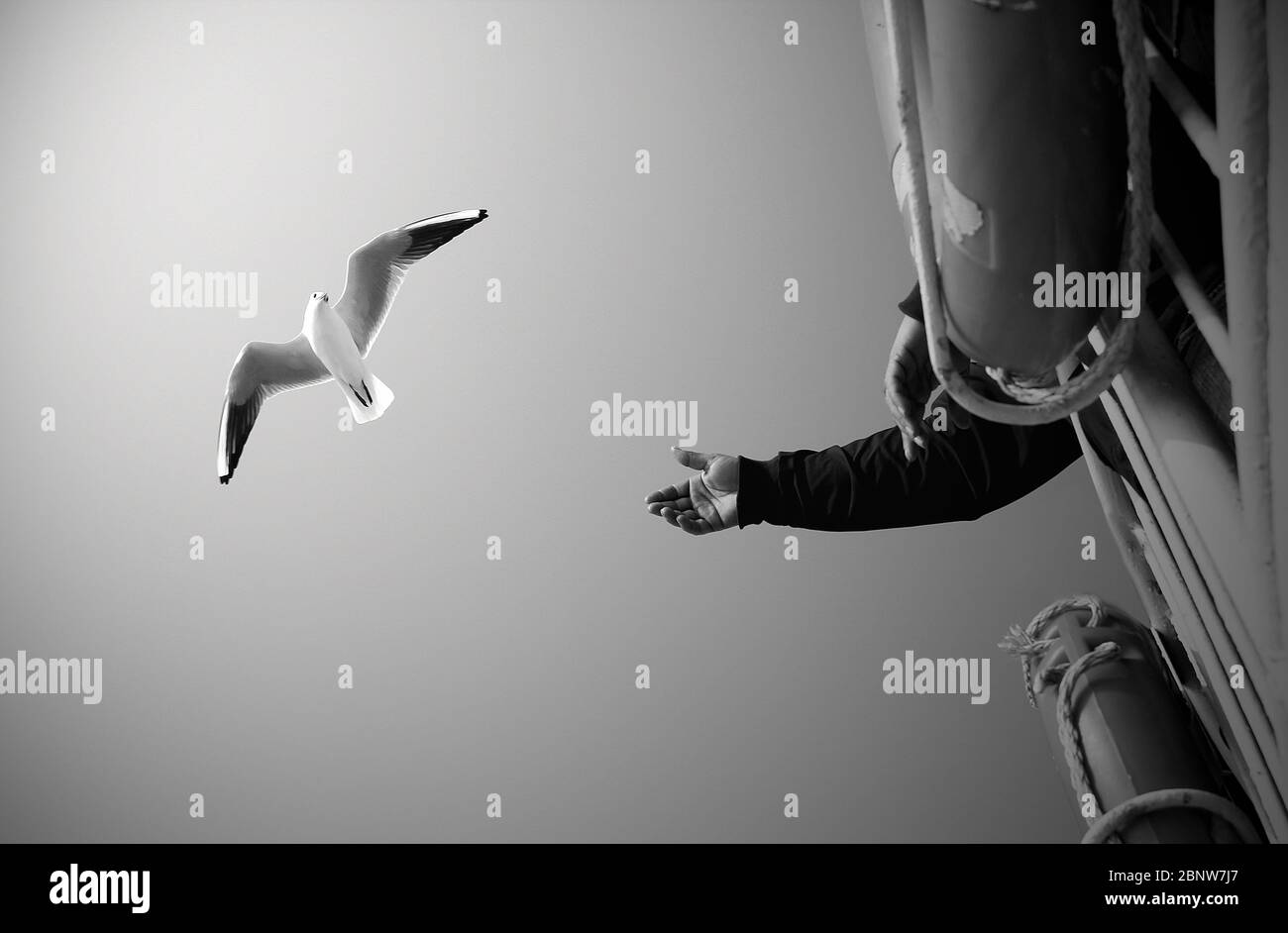 flying seagull feeding by hand Stock Photo - Alamy