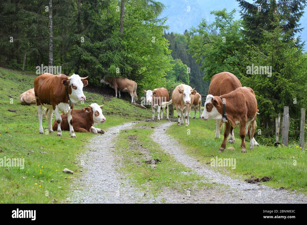 Austria milk hi-res stock photography and images - Alamy