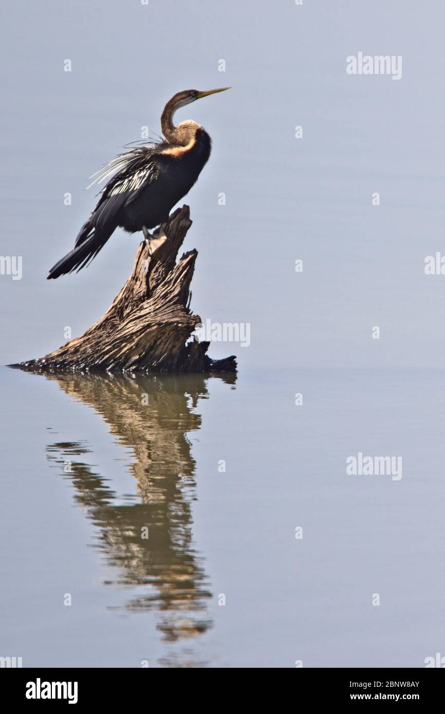 Oriental Darter or Indian Darter (Anhinga melanogaster), standing on a ...