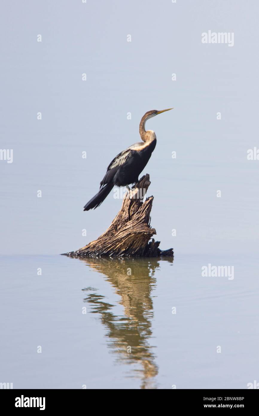 Oriental Darter or Indian Darter (Anhinga melanogaster), standing on a ...