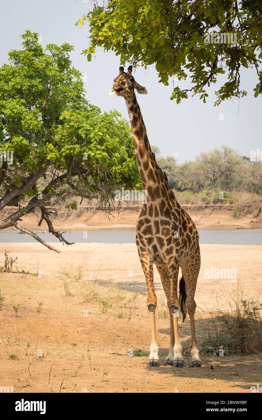 Thornicrofti hi-res stock photography and images - Alamy