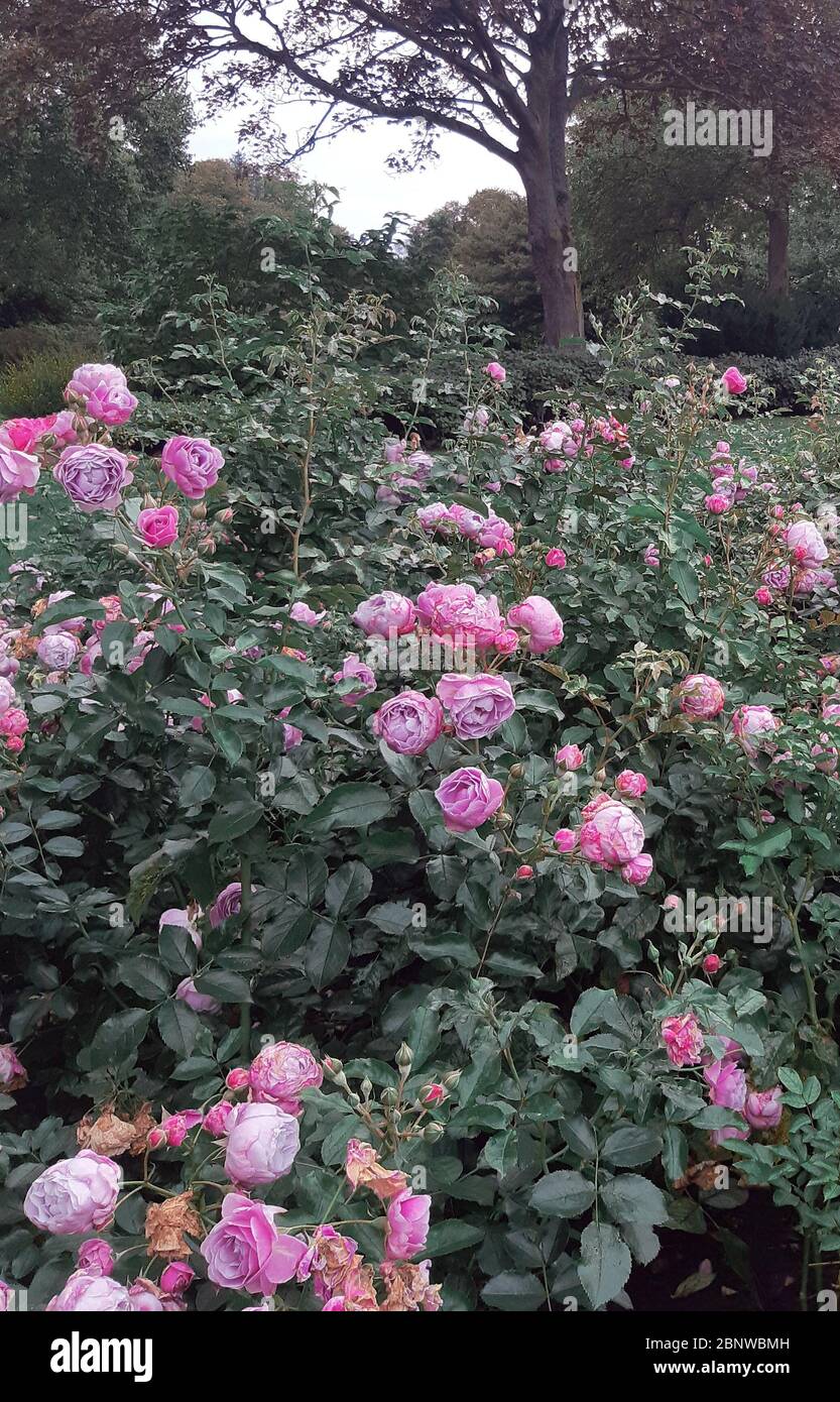 Bushes of holland pink roses blooming in the autumn at the park Stock ...