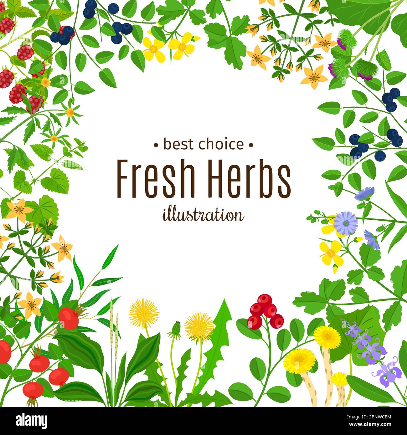 Medical herbs or botanical herb frame with text vector background Stock ...