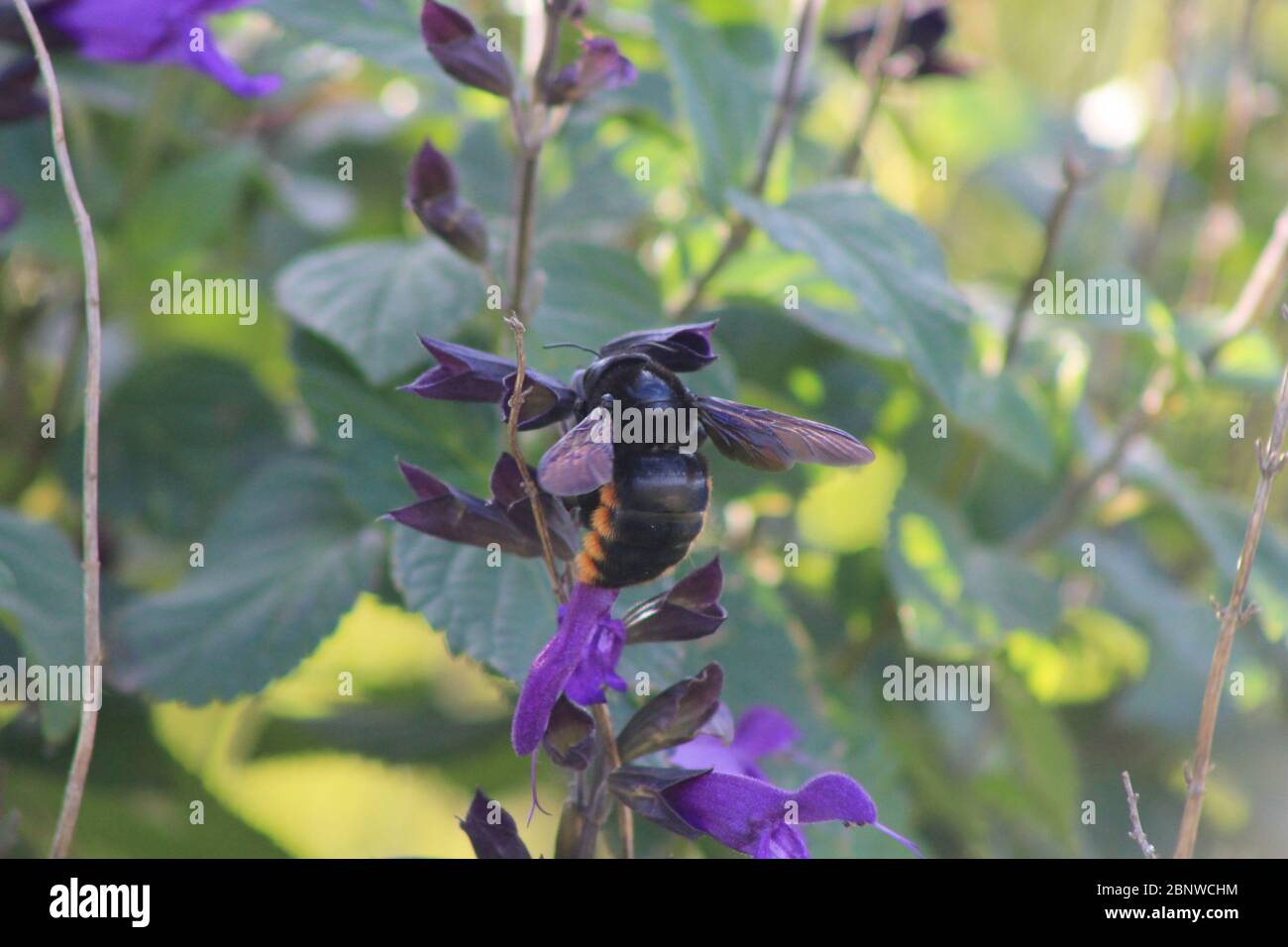 Small black bee hi-res stock photography and images - Alamy