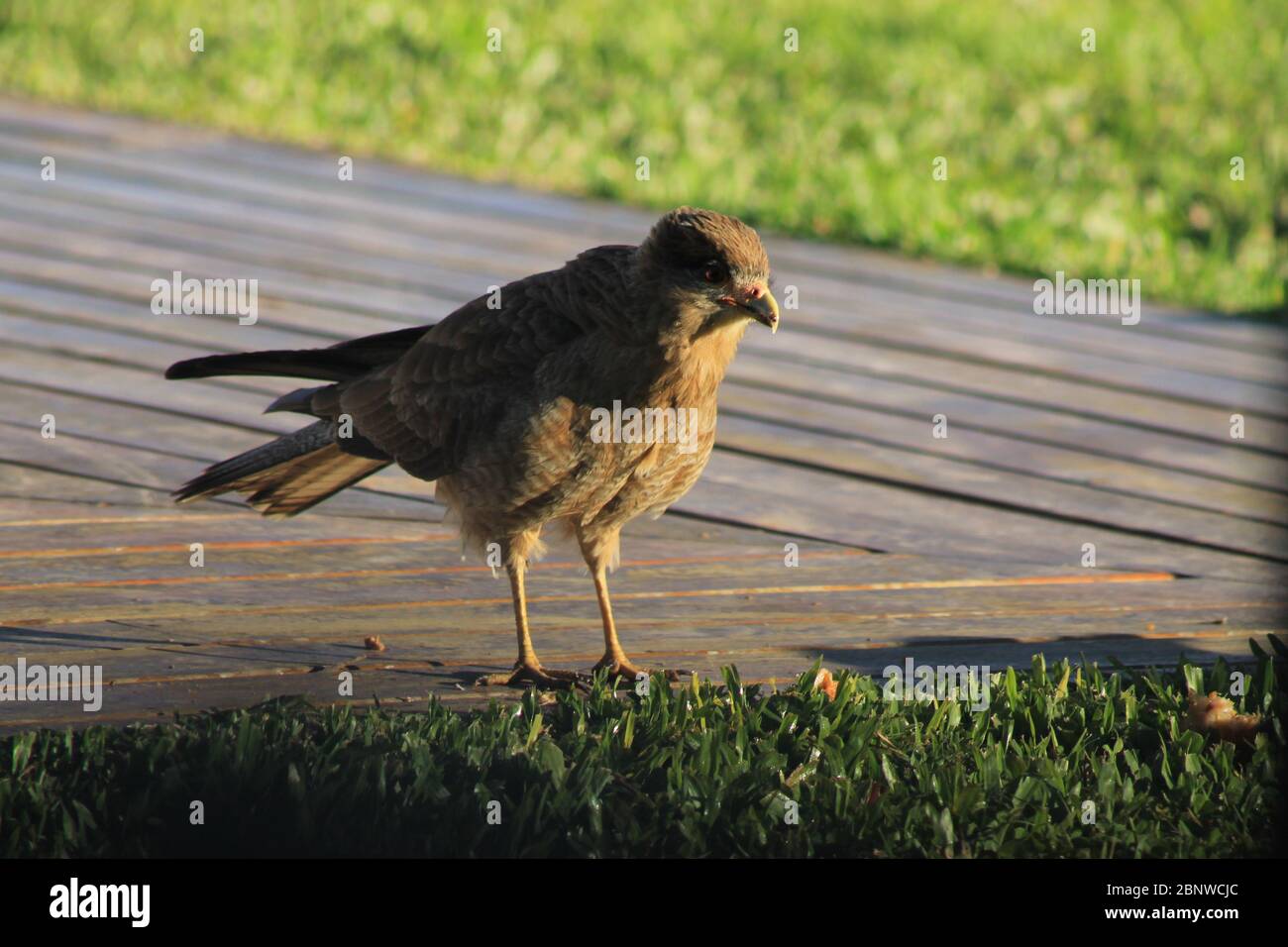 Chimangos hi-res stock photography and images - Alamy