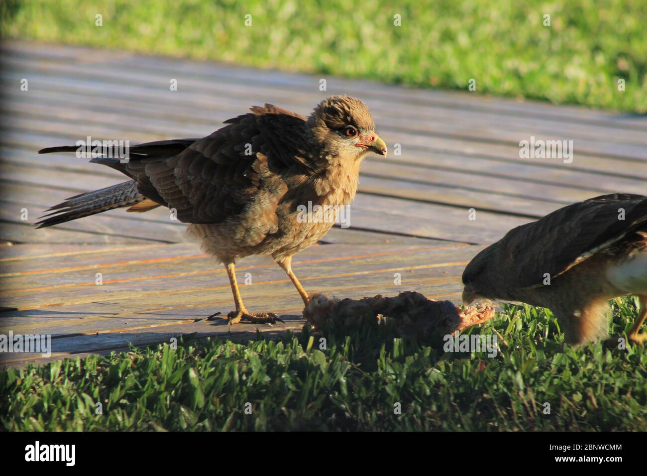 Chimangos hi-res stock photography and images - Alamy