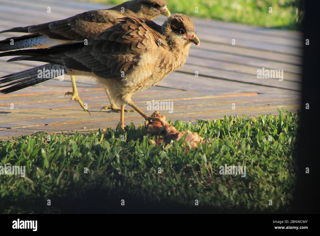 Chimangos hi-res stock photography and images - Alamy