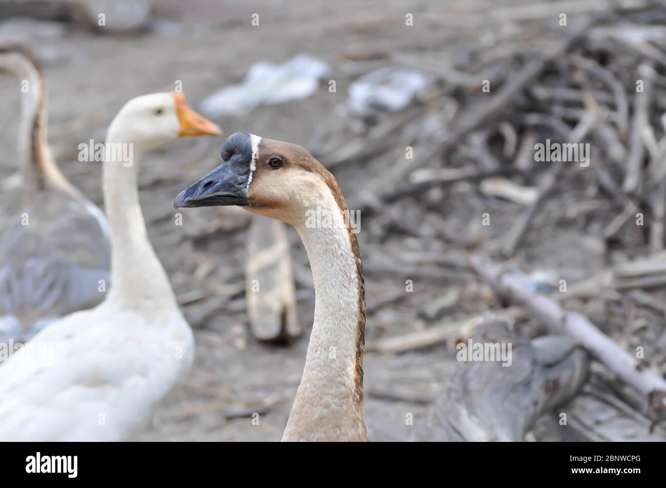 Goose coop hi-res stock photography and images - Alamy