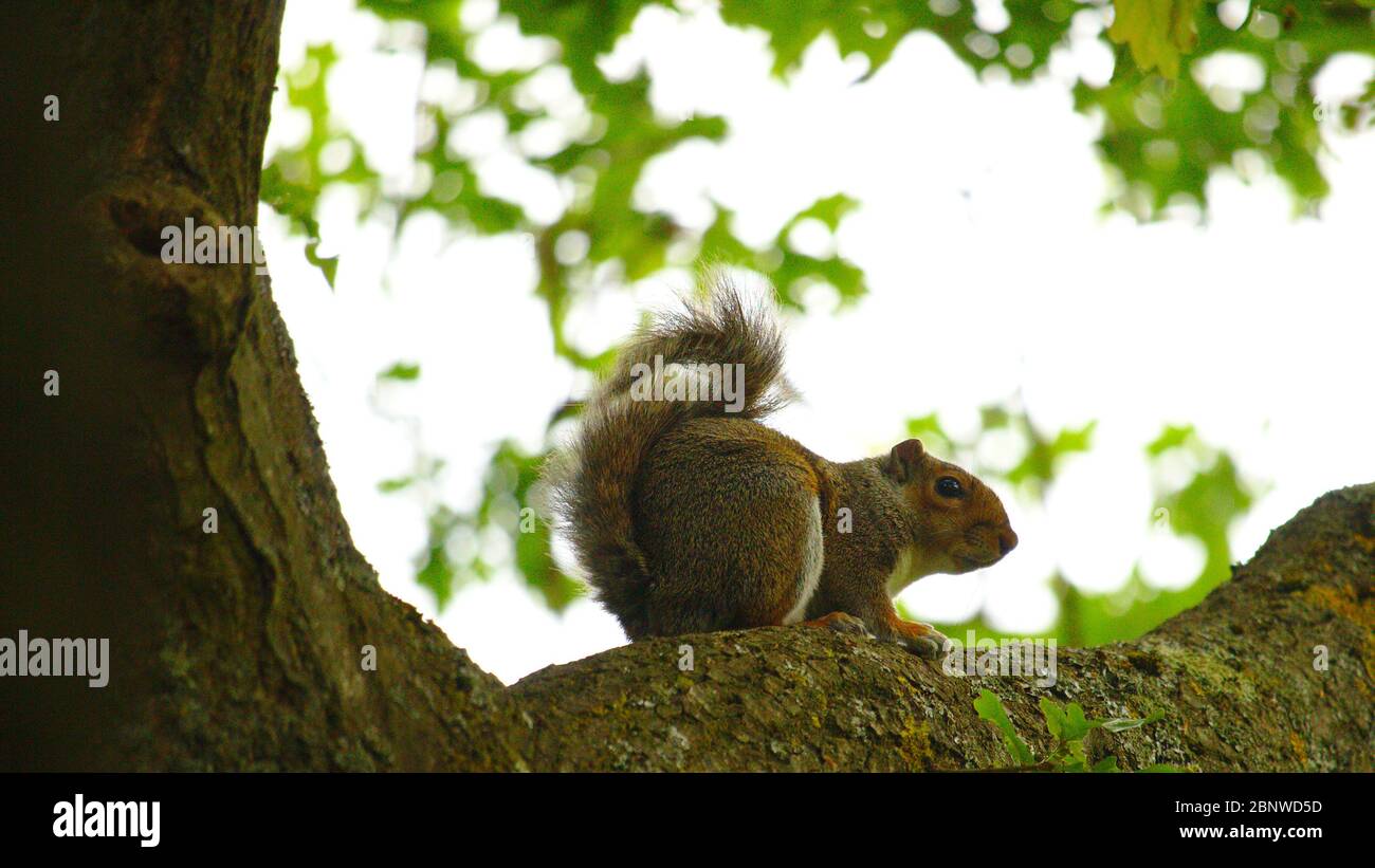 Squirrel on a tree branch Stock Photo - Alamy
