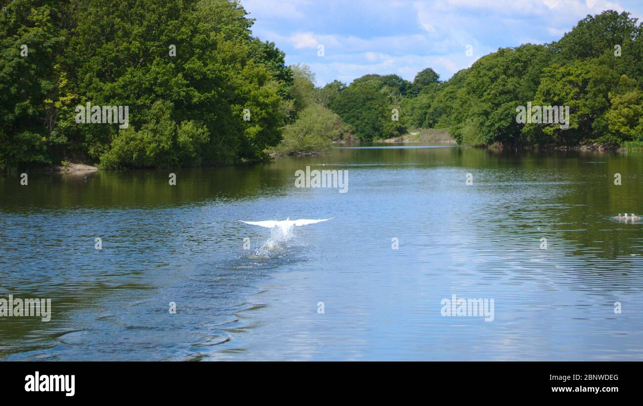 Swans in the pond Stock Photo - Alamy