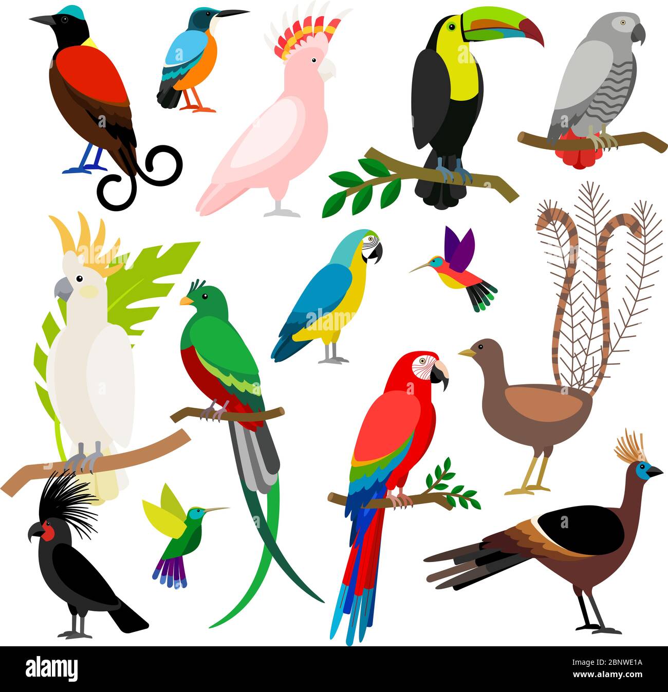 Tropical Bird Clipart