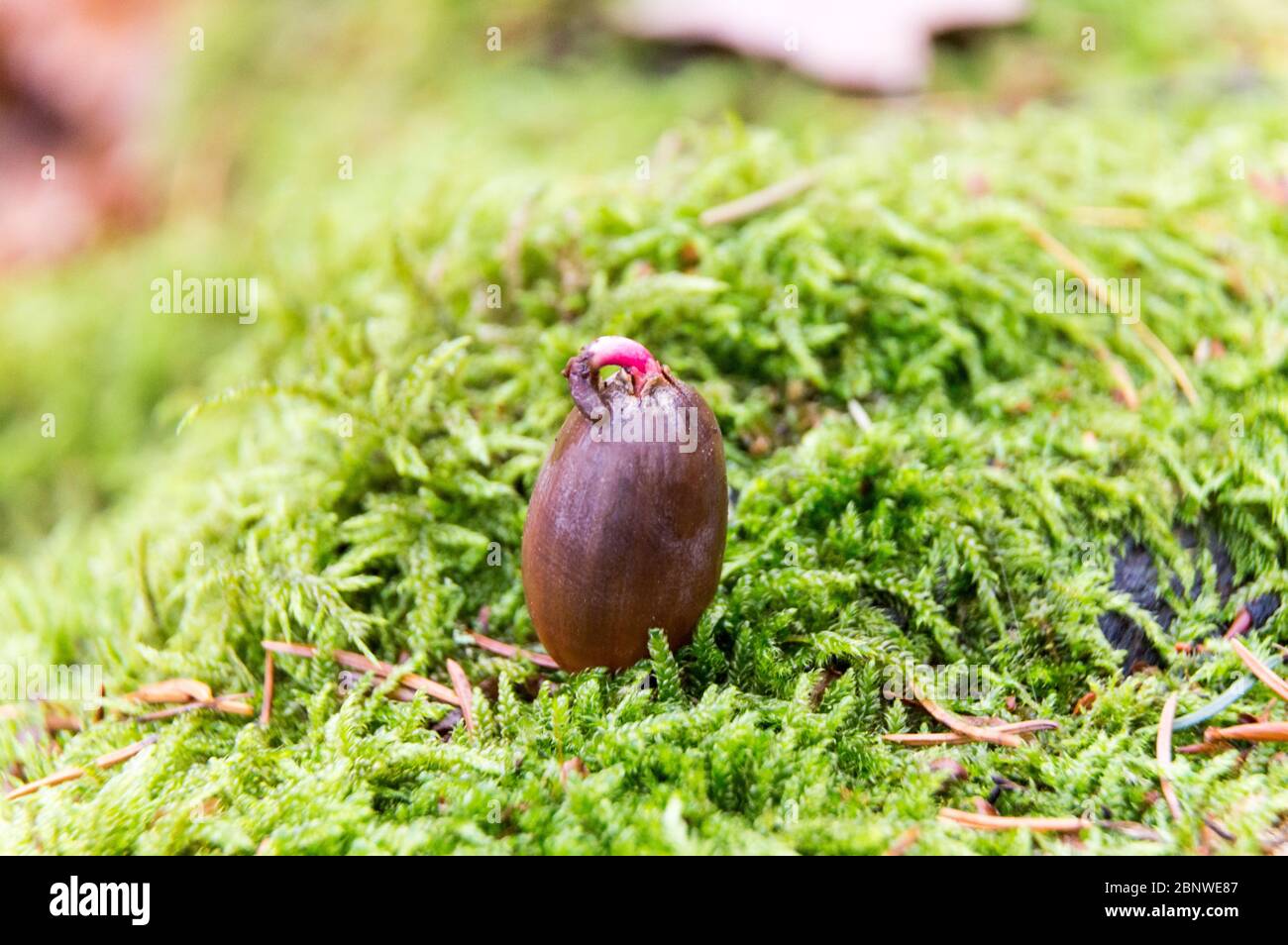 Acorn seedling with roots hi-res stock photography and images - Alamy