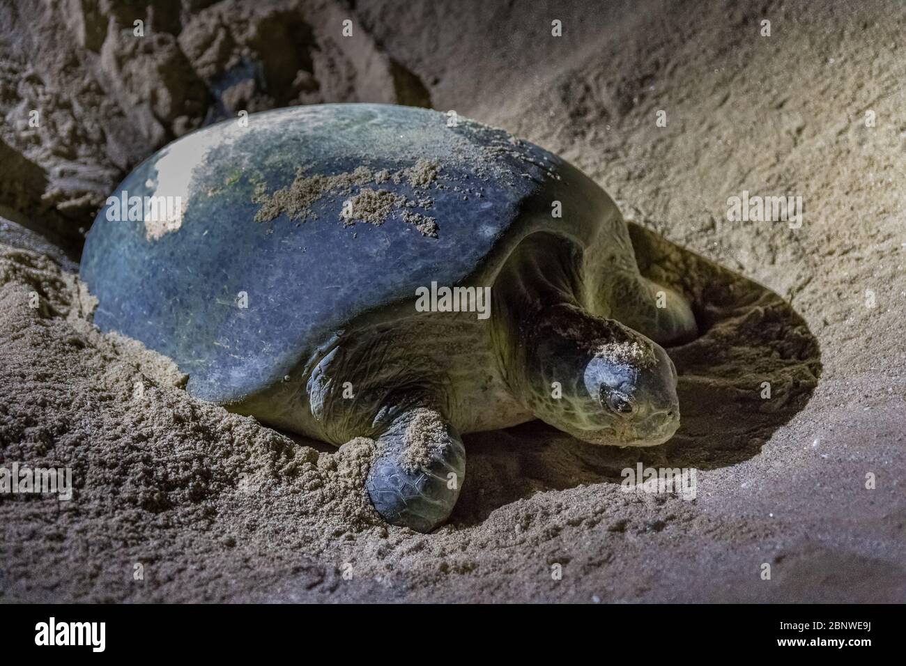 The nesting process of green turtles at Ras al Jinz Turtle Beach ...