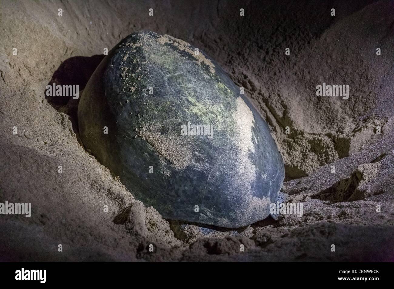 The nesting process of green turtles at Ras al Jinz Turtle Beach ...