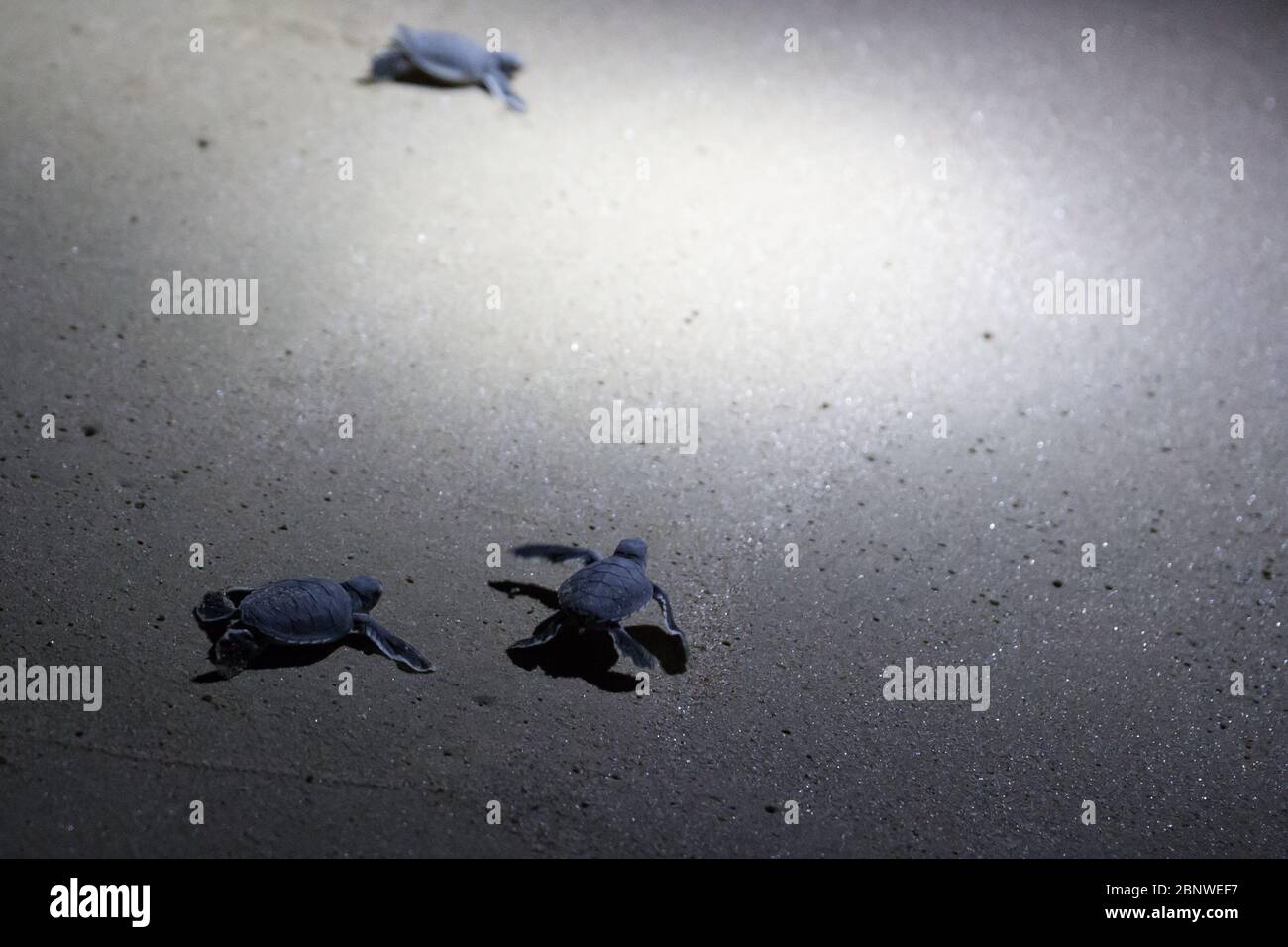 The nesting process of green turtles at Ras al Jinz Turtle Beach ...