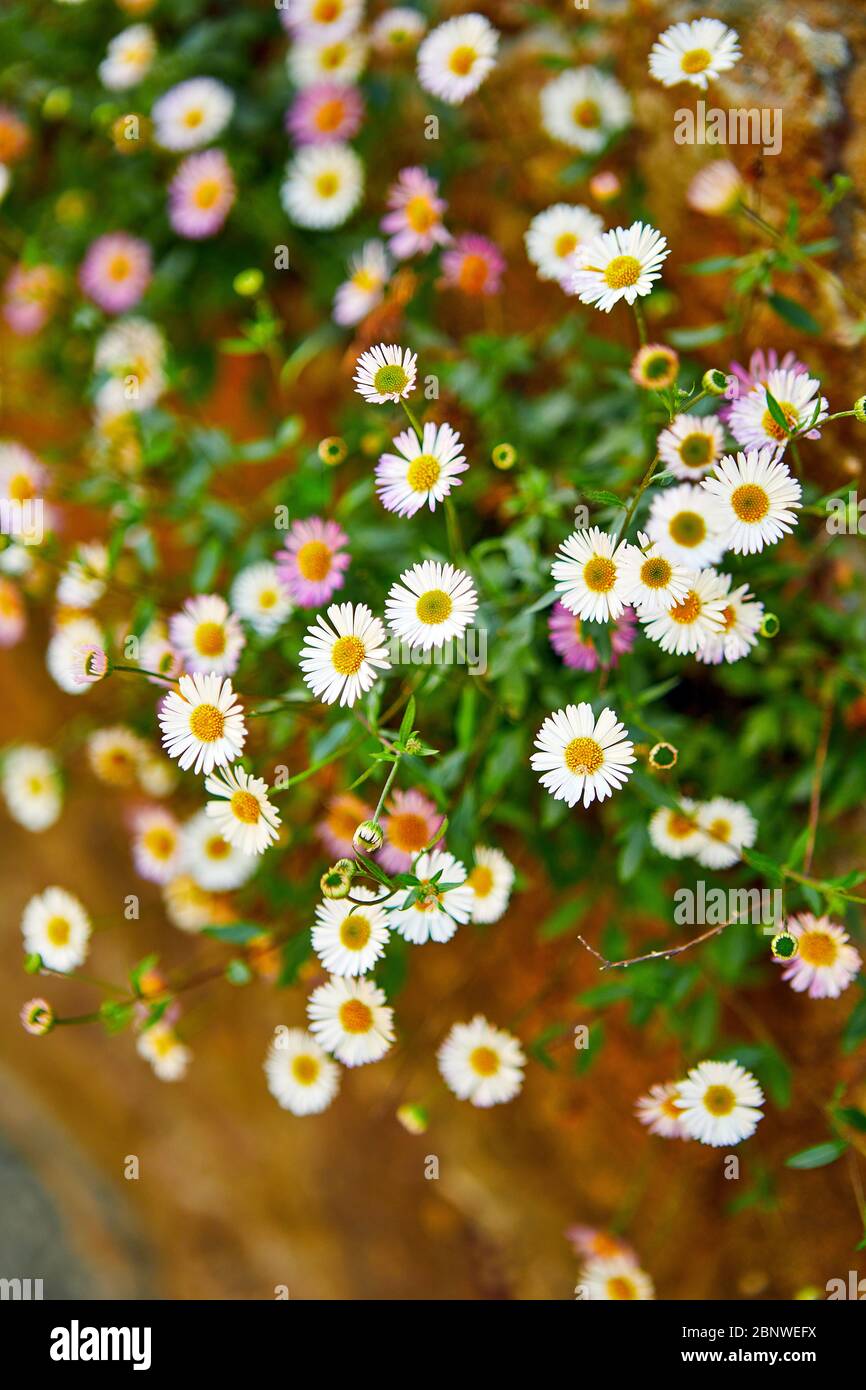 Field of dasies hi-res stock photography and images - Alamy