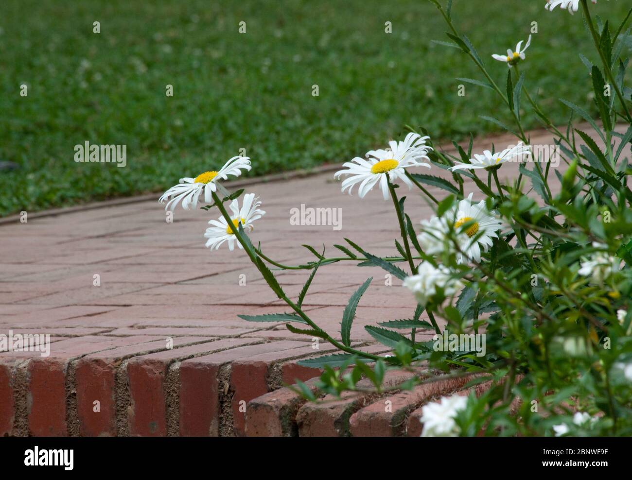 Daisy shirt hi-res stock photography and images - Alamy
