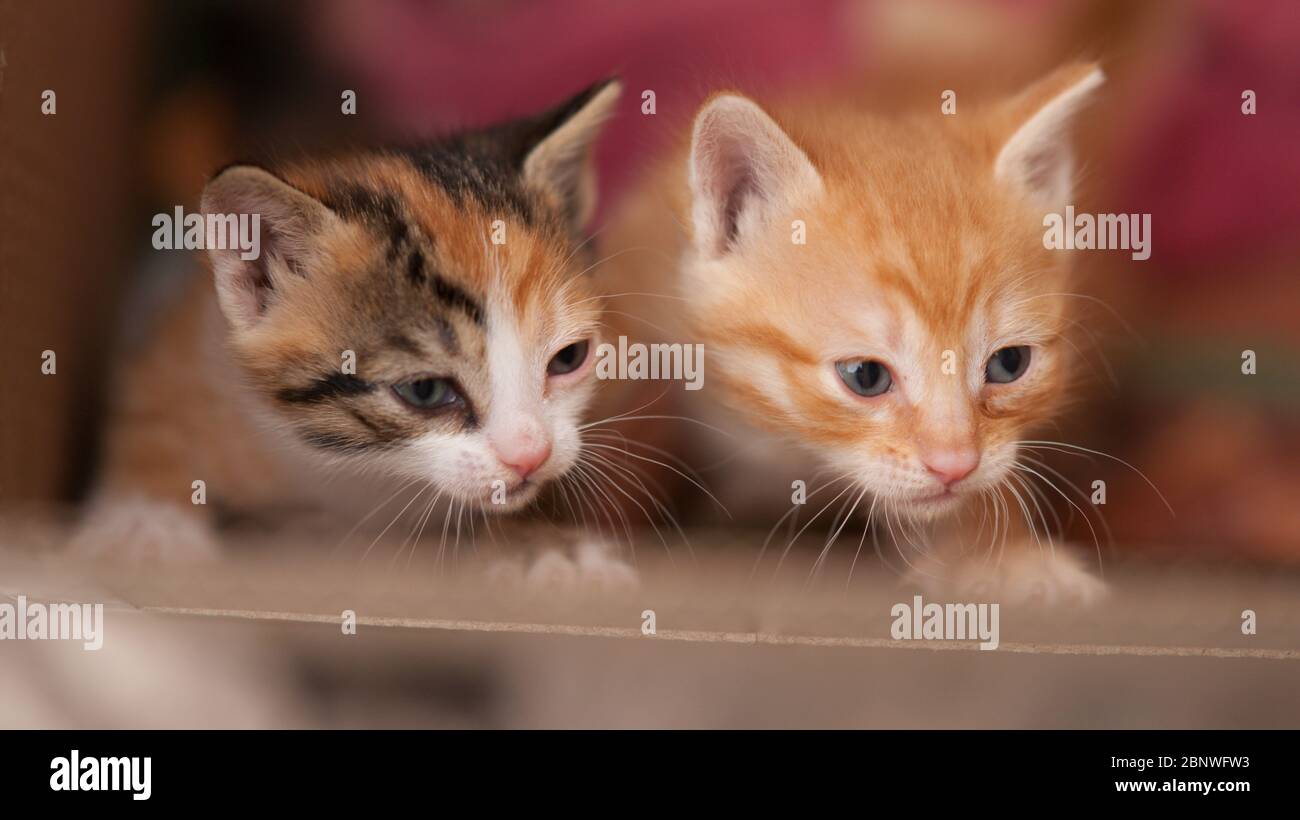 Two cute newborn kittens in a cardboard box, closeup faces Stock Photo ...