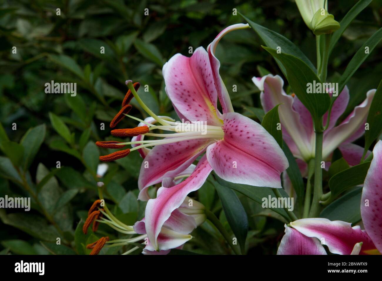 Spotted lily hi-res stock photography and images - Alamy