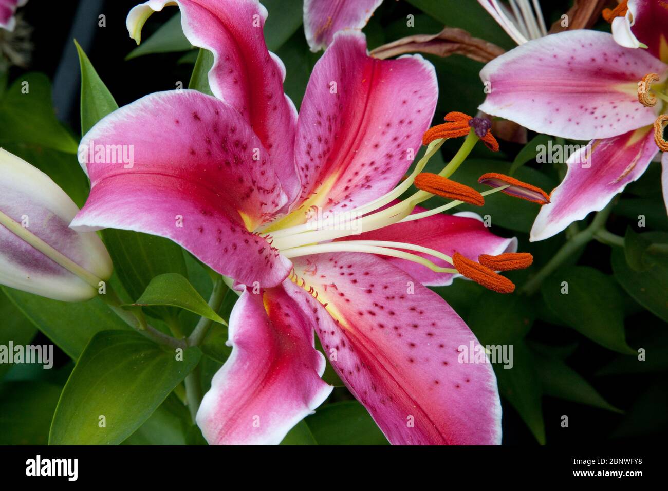 Spotted lily hi-res stock photography and images - Alamy