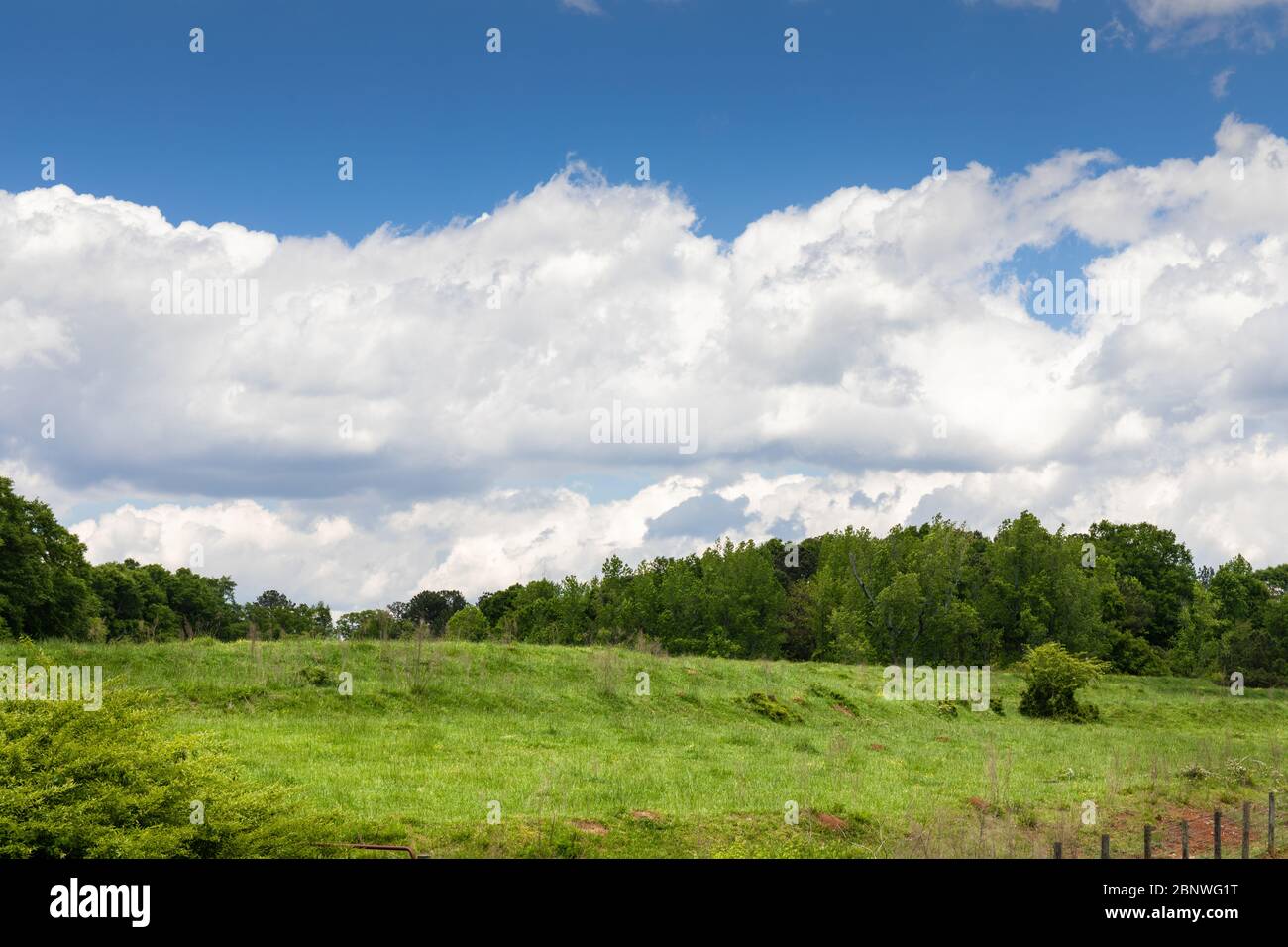 Lush green pasture with tree line, blue sky with white clouds, creative ...