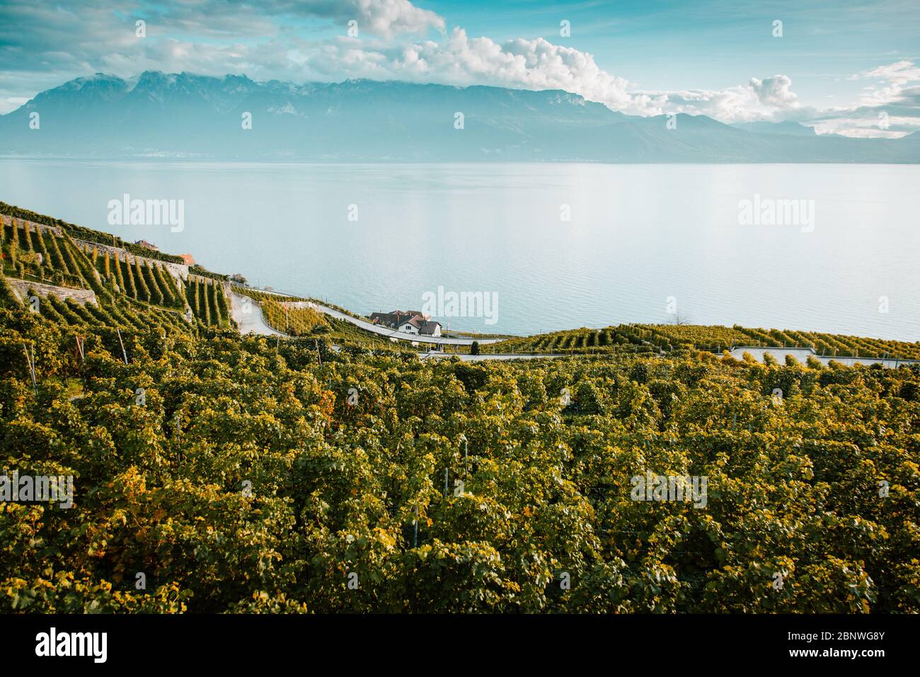 Lavaux, Switzerland: Lake Geneva and the Swiss Alps landscape seen from ...