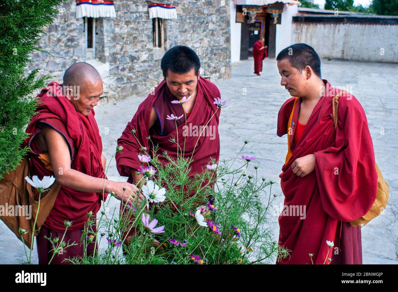 Panchen hi-res stock photography and images - Alamy