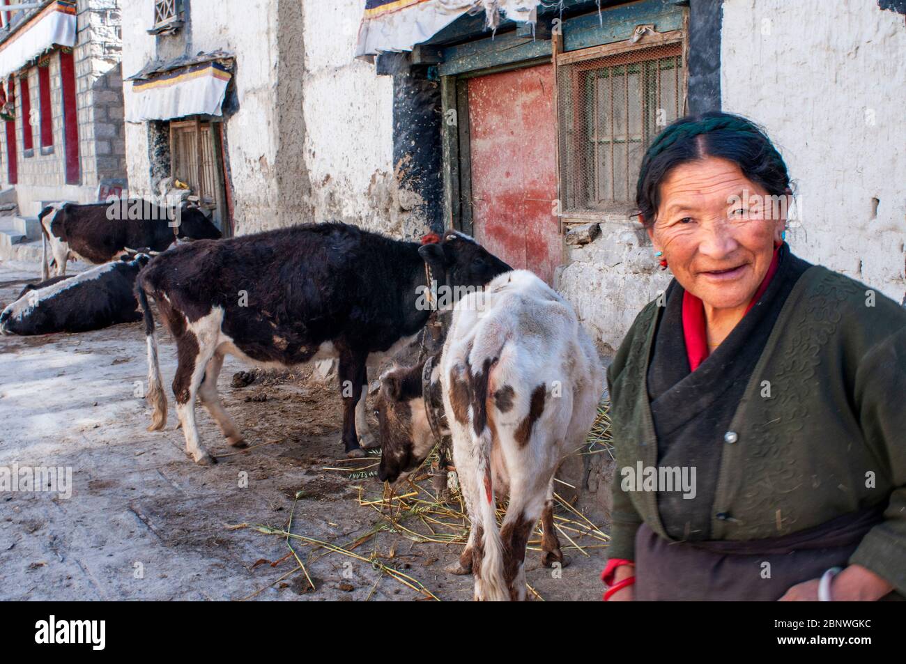 Pictures of cows hi-res stock photography and images - Alamy