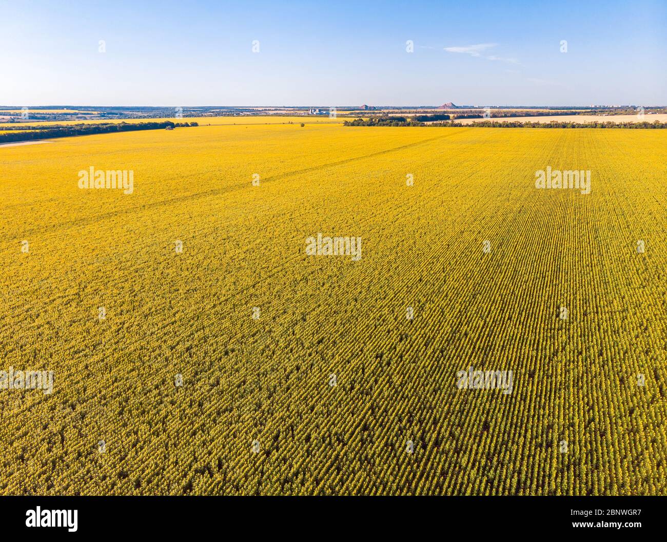 Aerial Flying over Blooming yellow sunflowers field with blue cloudless ...