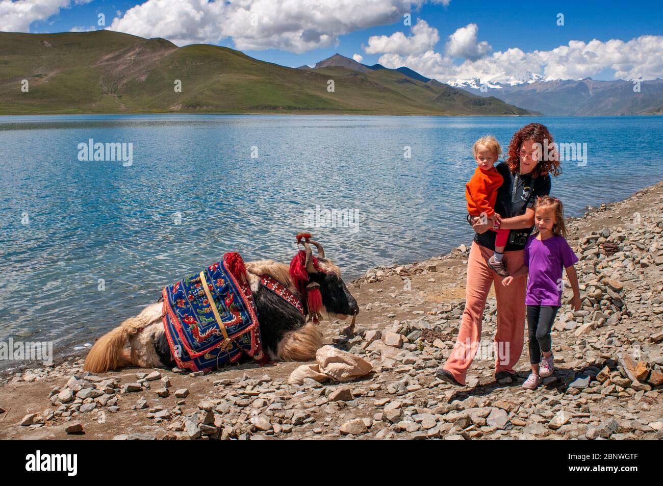 Yak yamdrok lake tibet hi-res stock photography and images - Alamy