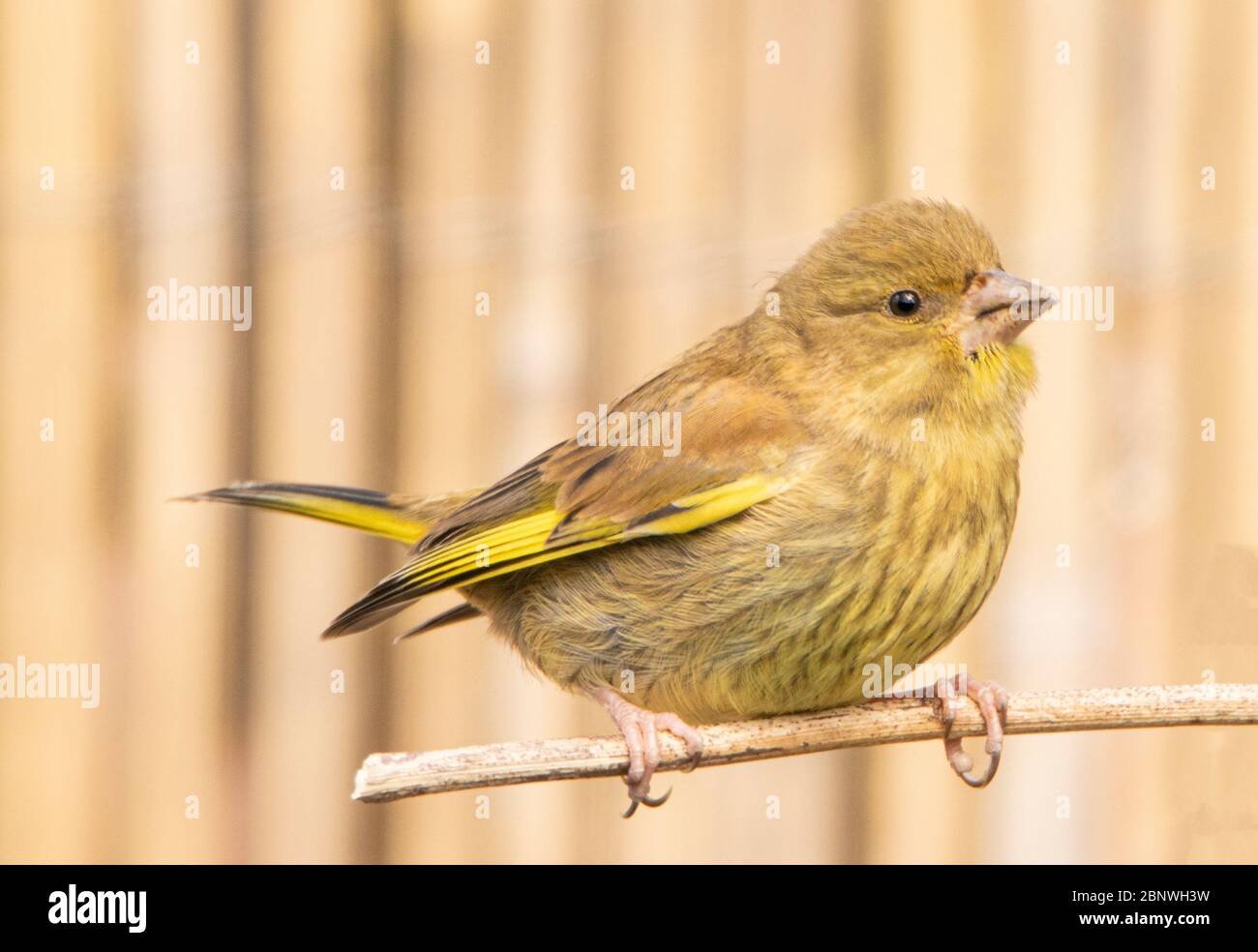Juvenile greenfinch hi-res stock photography and images - Alamy
