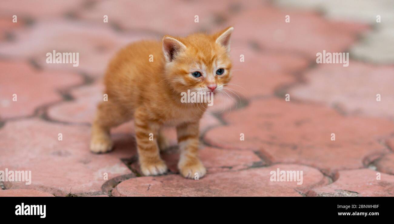 little ginger kitten walk on the sidewalk floor Stock Photo - Alamy