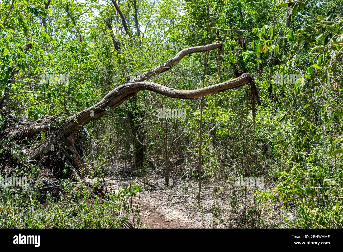 Destination tree hi-res stock photography and images - Alamy