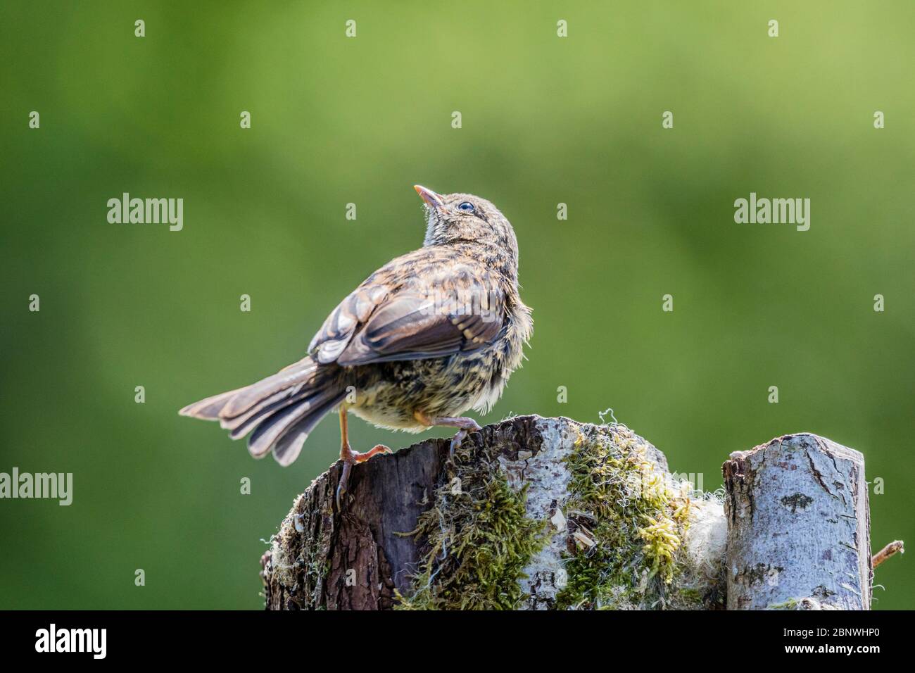 Fledgling uk birds hi-res stock photography and images - Alamy
