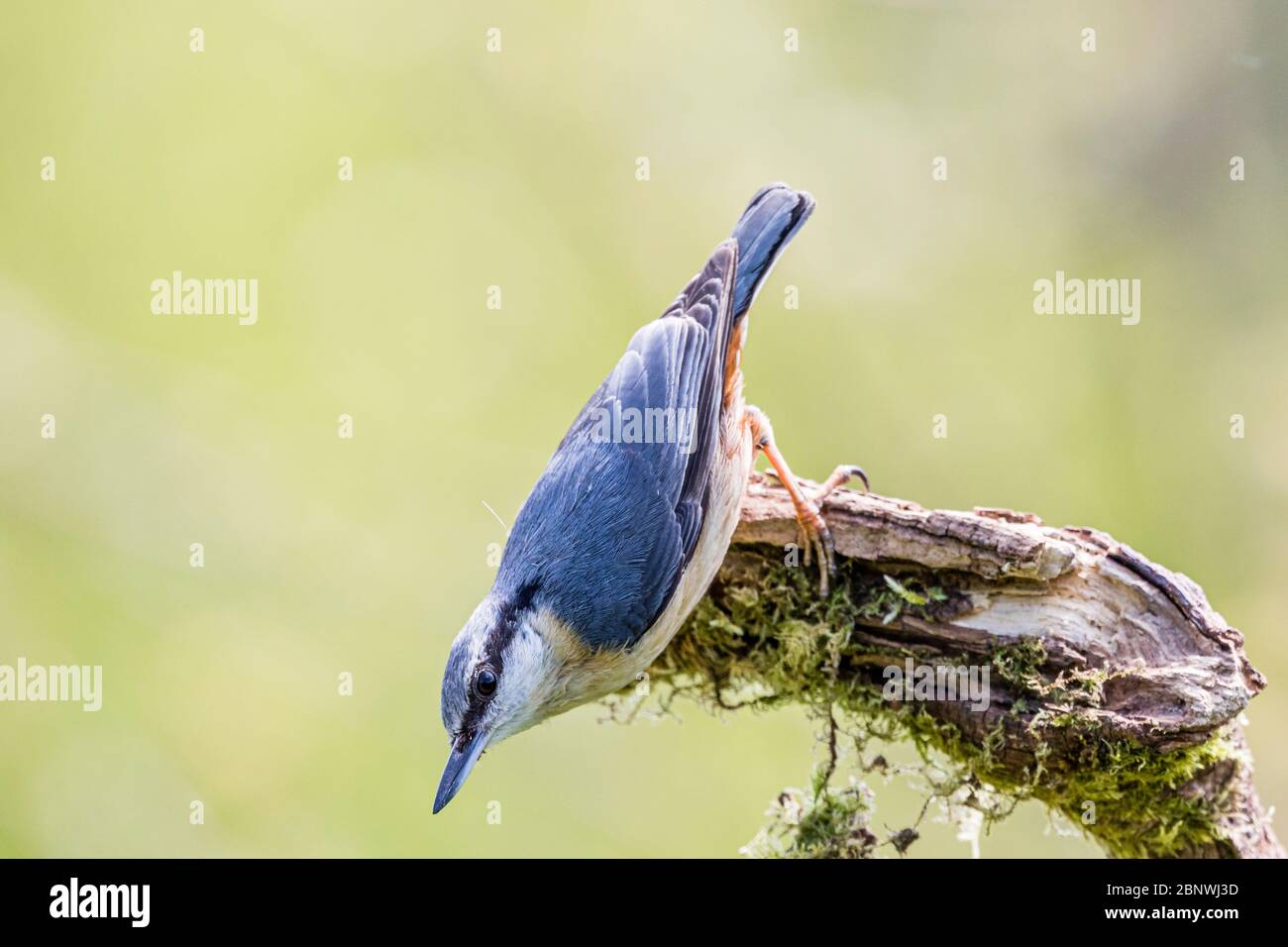 European nuthatch in a mid Wales Spring Stock Photo - Alamy