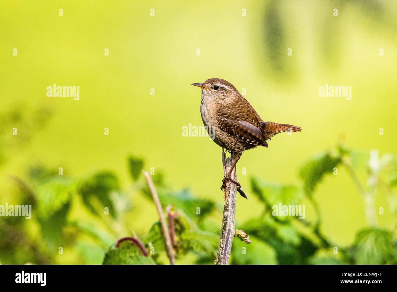 Wren wales hi-res stock photography and images - Alamy